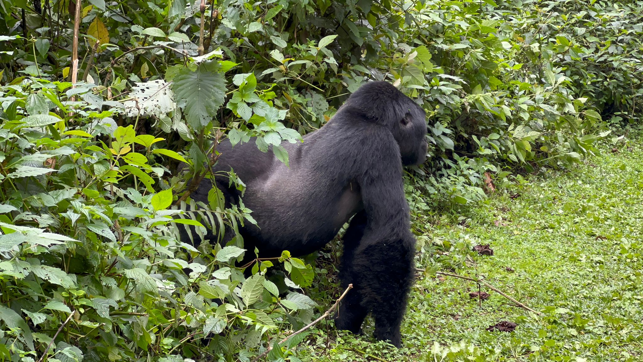 11 days Uganda Safari-Chimpanzees, Gorilla & Golden Monkeys